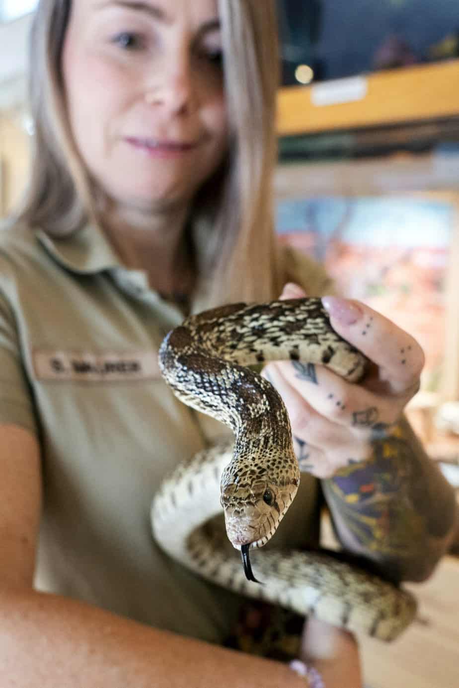Cosmos, the Sonoran gopher snake, finds a new home - Journalaz.com